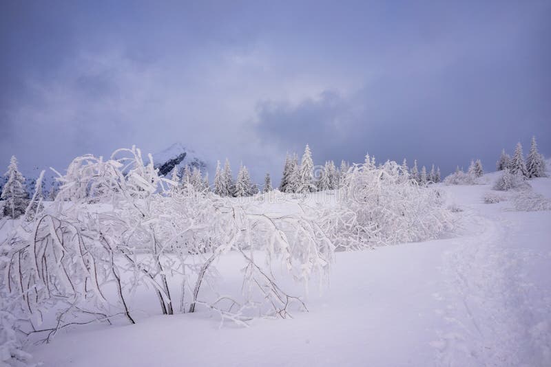 Frozen Trees in Deep Snow. Tatra Mountains Stock Image - Image of white ...