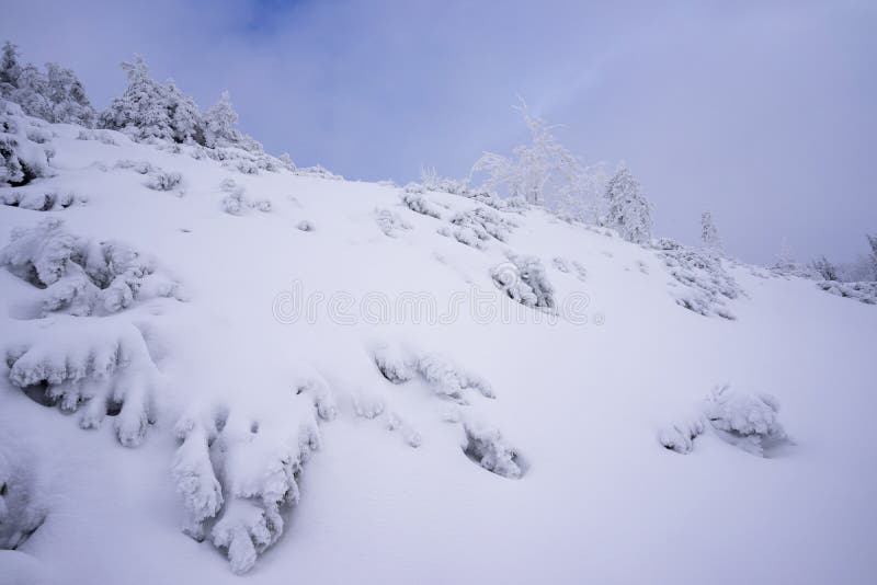 Frozen Trees in Deep Snow. Tatra Mountains Stock Photo - Image of tatry ...
