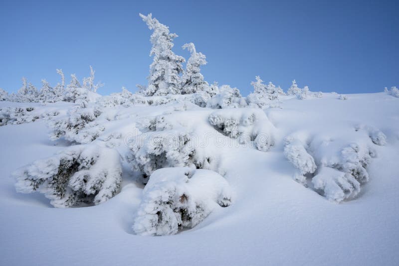 Frozen Trees in Deep Snow. Tatra Mountains Stock Photo - Image of ...