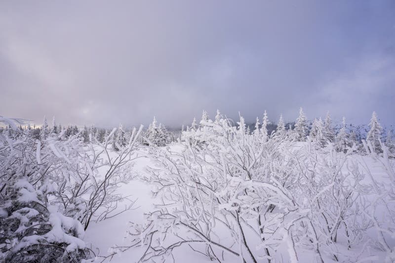Frozen Trees in Deep Snow. Tatra Mountains Stock Photo - Image of cold ...