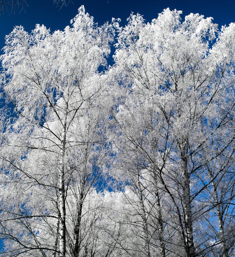 Frozen trees in forest stock photo. Image of nature, cold - 82388054