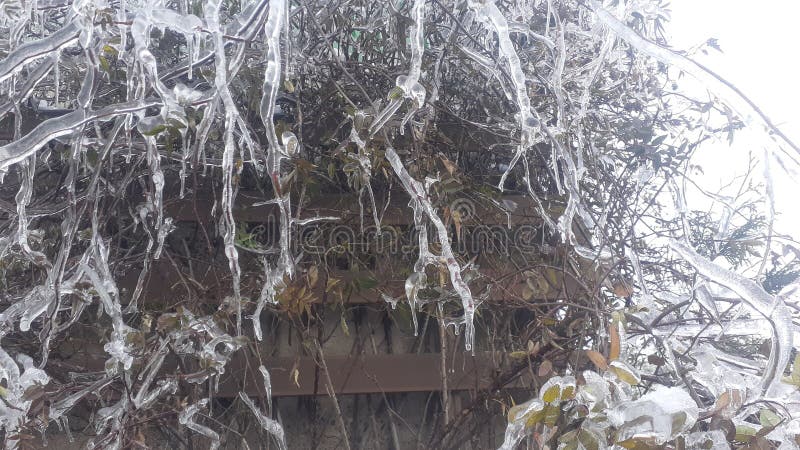 Frozen trees freezing rain stock image. Image of spring - 233176441