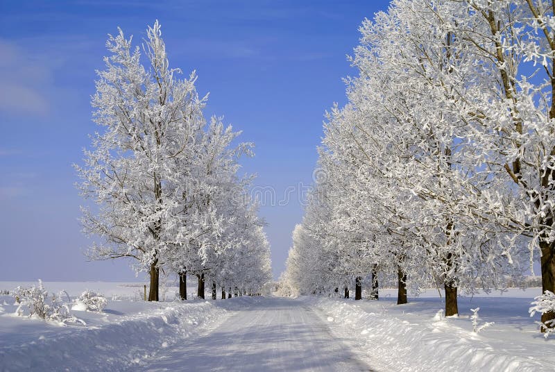 Frozen trees stock image. Image of chill, hoar, alder - 7719211