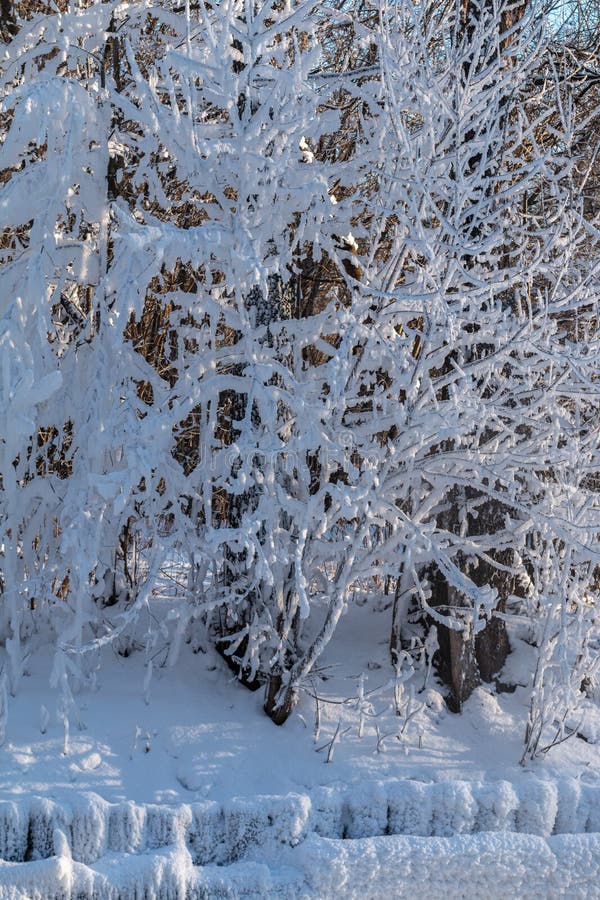 Frozen Trees on Lake in Winter Sunny Day Stock Image - Image of lake ...