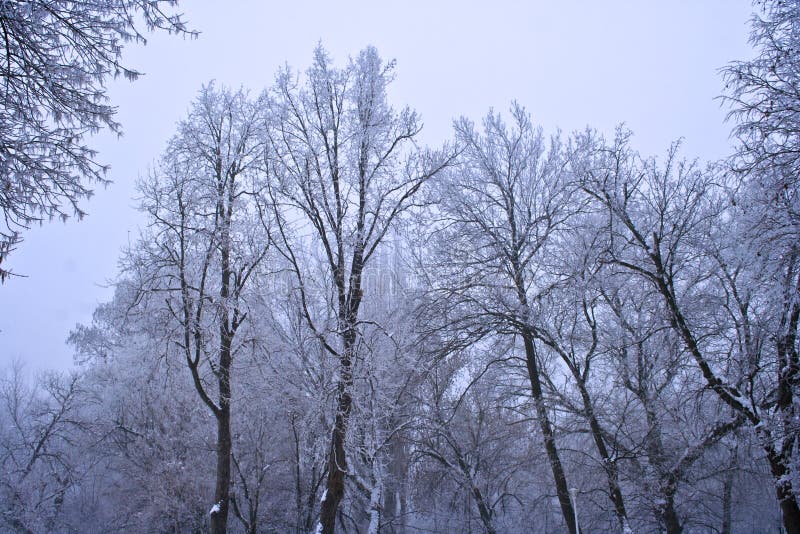 Frozen Trees in Wintry Landscape Stock Photo - Image of snow, chilly ...