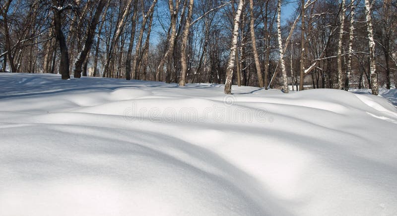 Frozen Trees in the Park. Winter Day Stock Image - Image of wood ...