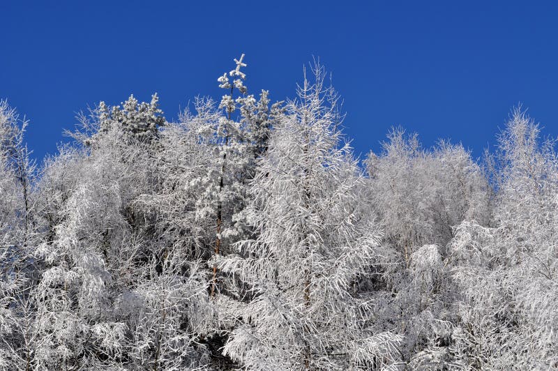 Frozen on trees stock photo. Image of trees, snow, winter - 40730480