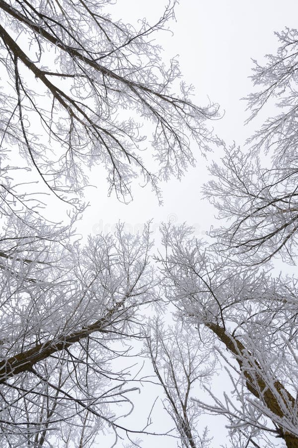 Frozen Trees in the Snow. Image with Low Contrast Stock Photo - Image ...
