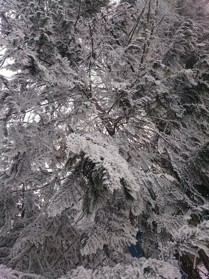 Frozen trees with snow stock photo. Image of hill, clarity - 84827918