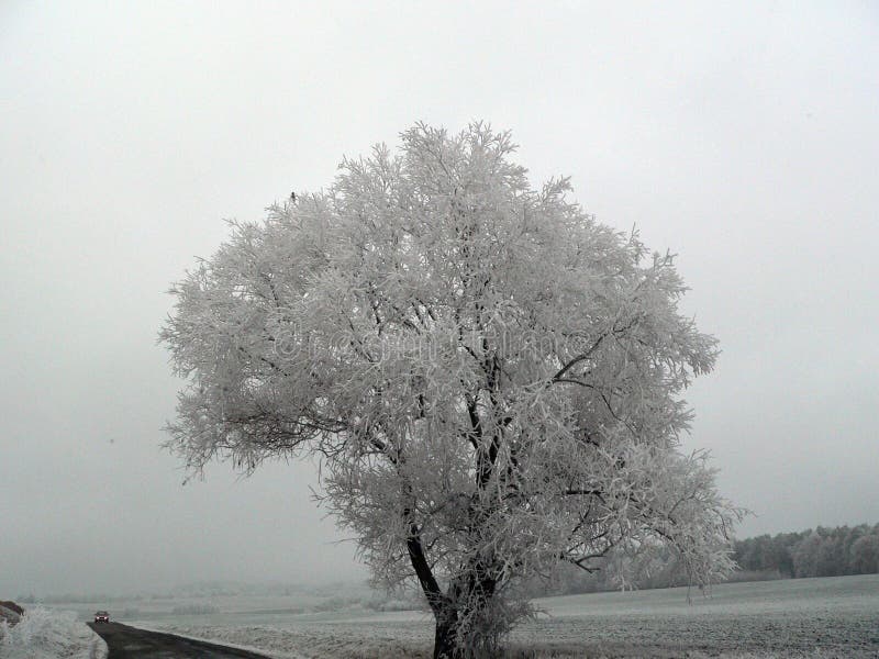 Frozen trees stock image. Image of beautiful, life, hiking - 81943947