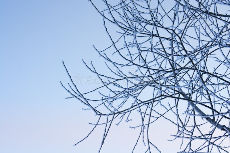 Frozen trees white stock photo. Image of natural, outdoor - 61826360
