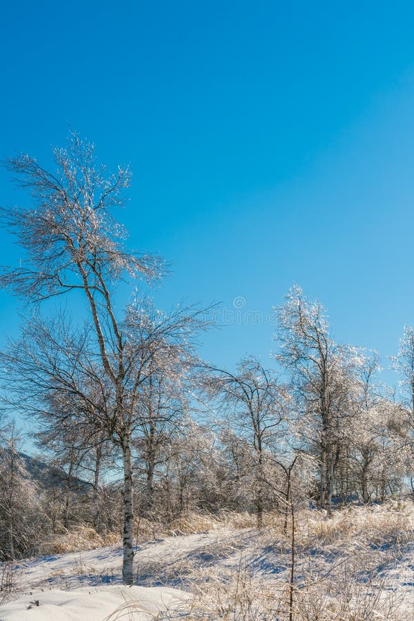 Frozen Trees in Winter with Blue Sky . Stock Image - Image of misty ...