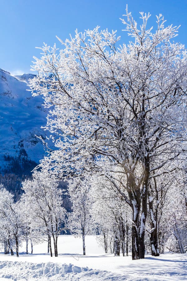 Frozen Trees on Winter Landscape and Blue Sky Stock Image - Image of ...