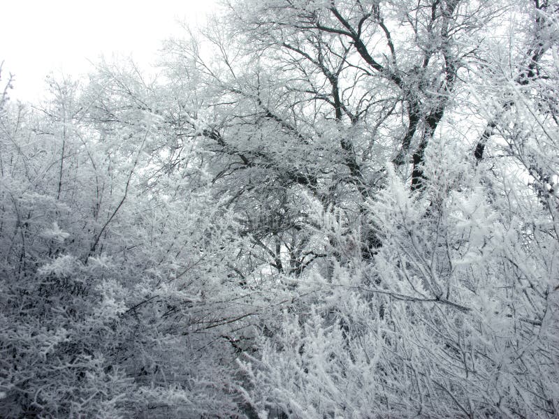 Frozen Trees in the Winter Nature Stock Photo - Image of nature, season ...
