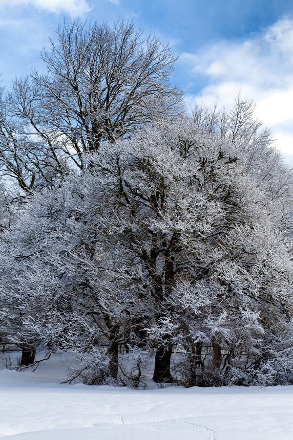 Frozen Trees stock image. Image of scenery, trees, december - 50057907