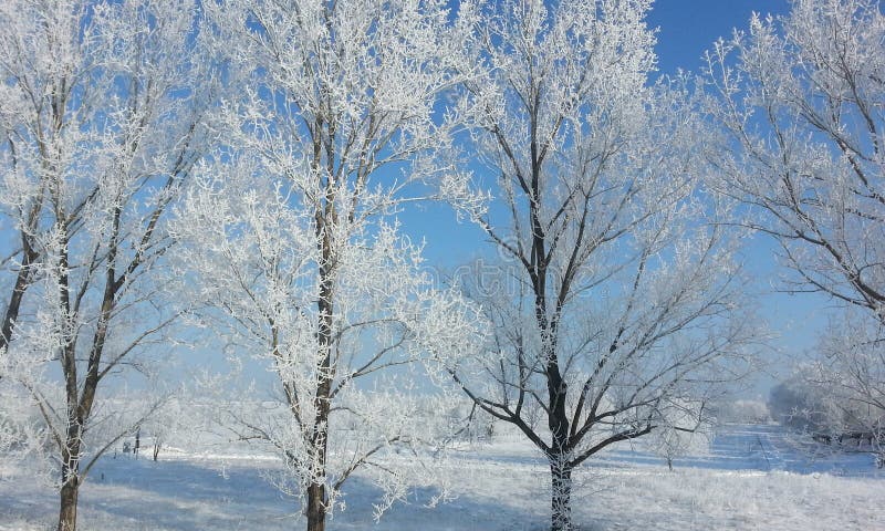 Frozen trees in winter stock photo. Image of lanes, december - 98808272