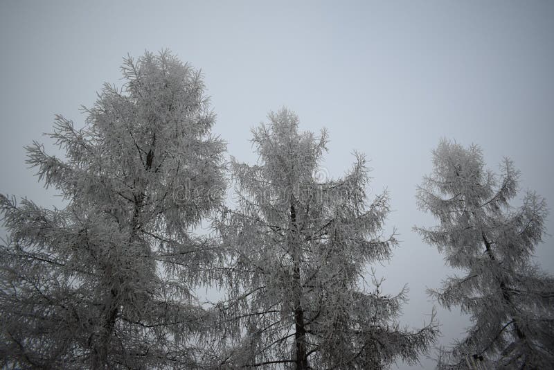 Icy trees. stock photo. Image of wintery, frozen, trees - 107366014