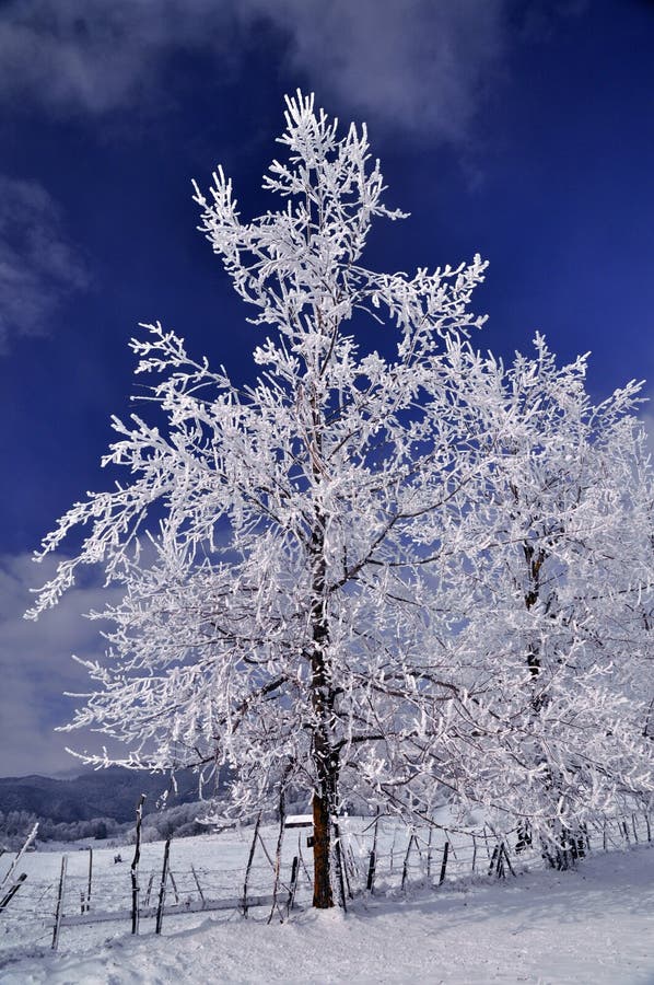 Frozen Trees in Wintry Landscape Stock Photo - Image of snow, chilly ...