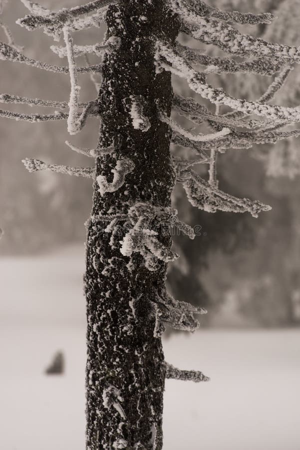 Frozen trunk tree stock image. Image of mountains, small - 68407981
