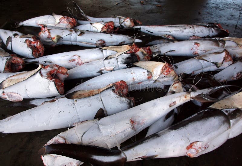 Frozen Tuna for Canning stock image. Image of blood, animal - 32219083