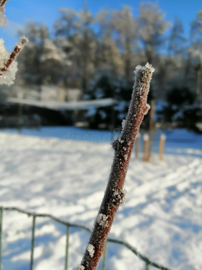 Frozen twig of apple tree stock image. Image of blue - 189438203