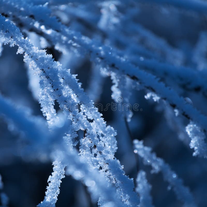 Frozen twigs stock photo. Image of season, morning, frost - 7559542