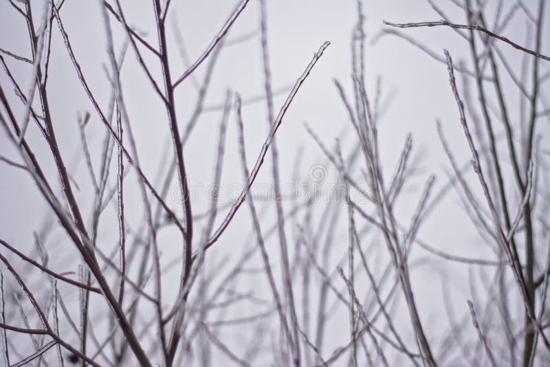 Frozen twigs stock photo. Image of trees, shrubs, frozen - 84186044
