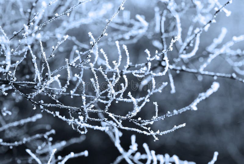 Frozen twigs stock image. Image of freezing, bluish, season - 82994385