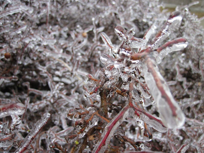 Frozen Twigs stock photo. Image of close, freezing, johns - 76507866