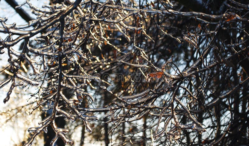 Frozen Twigs Covered by Ice with Single Leafs with Forest in Background ...
