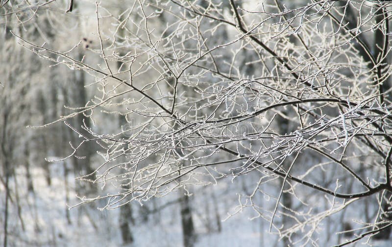 Frozen twigs stock image. Image of rime, freezing, cool - 83710749