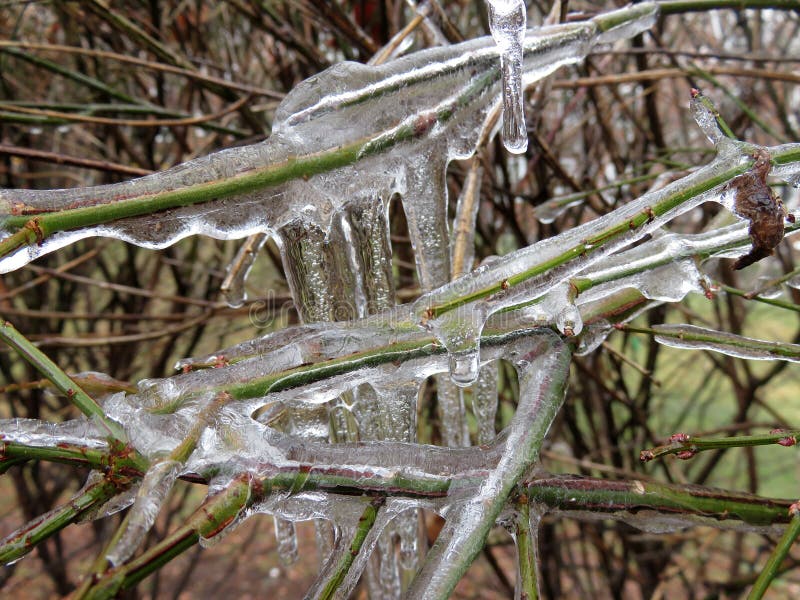 Frozen Twigs in Ice in February Stock Photo - Image of nature, cold ...
