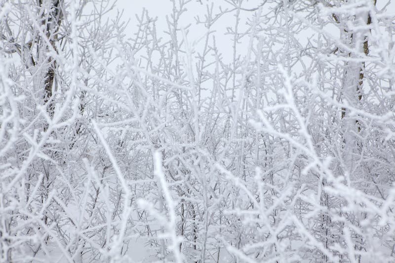 Frozen twigs stock photo. Image of frost, fairytale - 108227920