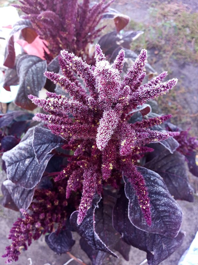 Frozen Violet Flower with Snow Stock Image - Image of lavender, leaf ...