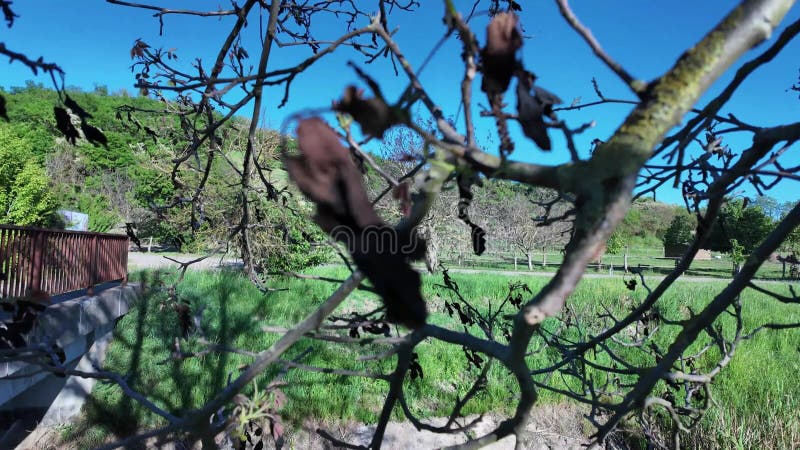 Frozen Walnut Leaves after Spring Frosts. Frozen Walnut Tree Leaves ...