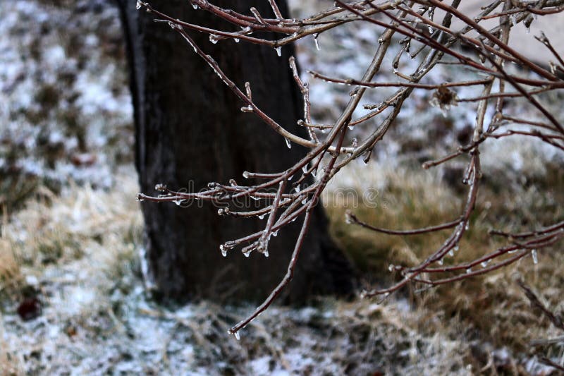 Frozen Water on the Branch Tips after Overnight Freeze Stock Photo ...