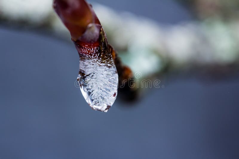 Frozen water drop stock photo. Image of time, branch - 132140338