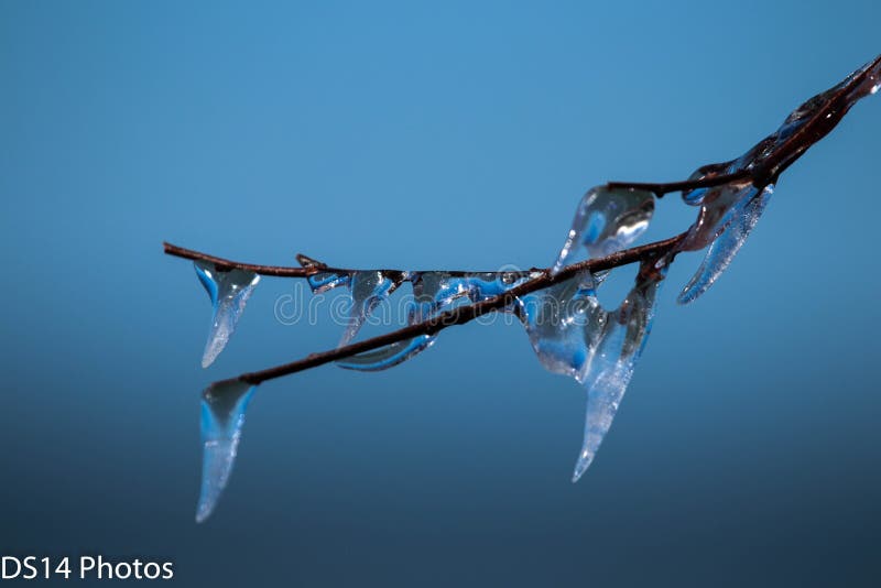 Frozen Water Droplets on a Branch. Stock Image - Image of branch, edge ...