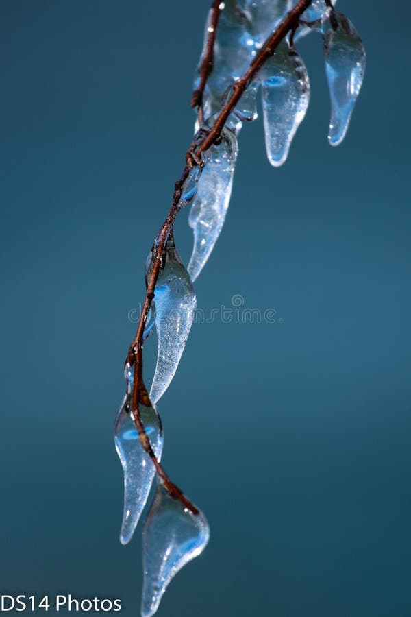 Frozen Water Droplets on a Branch. Stock Image - Image of edge, hanging ...