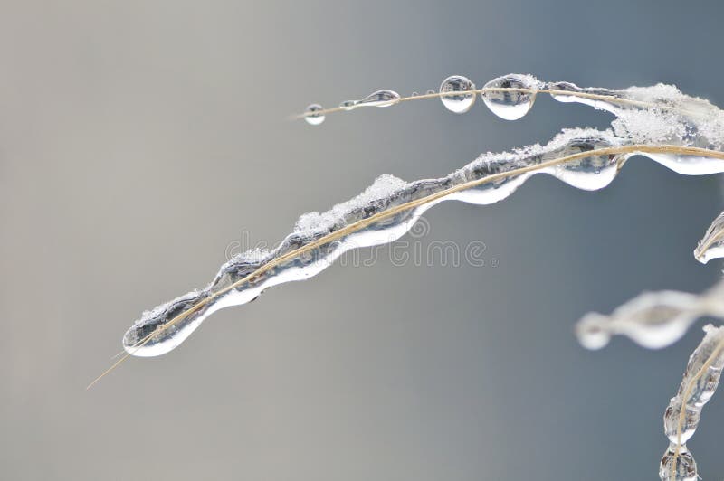 Frozen water drops stock image. Image of drop, weather - 47519391