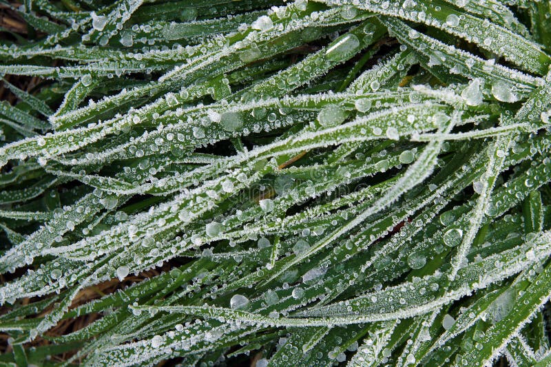 Frozen water drops stock photo. Image of outdoor, drop - 203679676