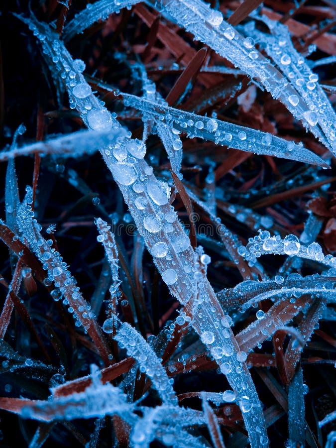 Frozen Water Drops on a Small Plant Stock Image - Image of focus ...