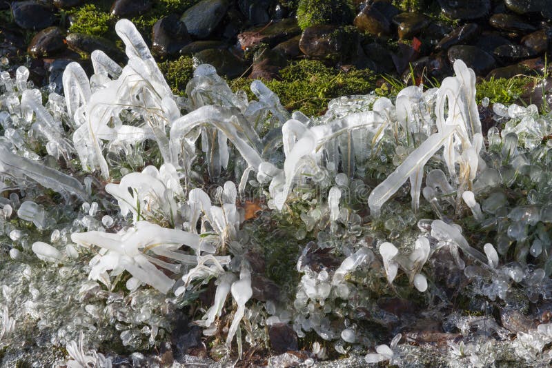 Ice on stems stock photo. Image of fountain, frozen, icicled - 47480994
