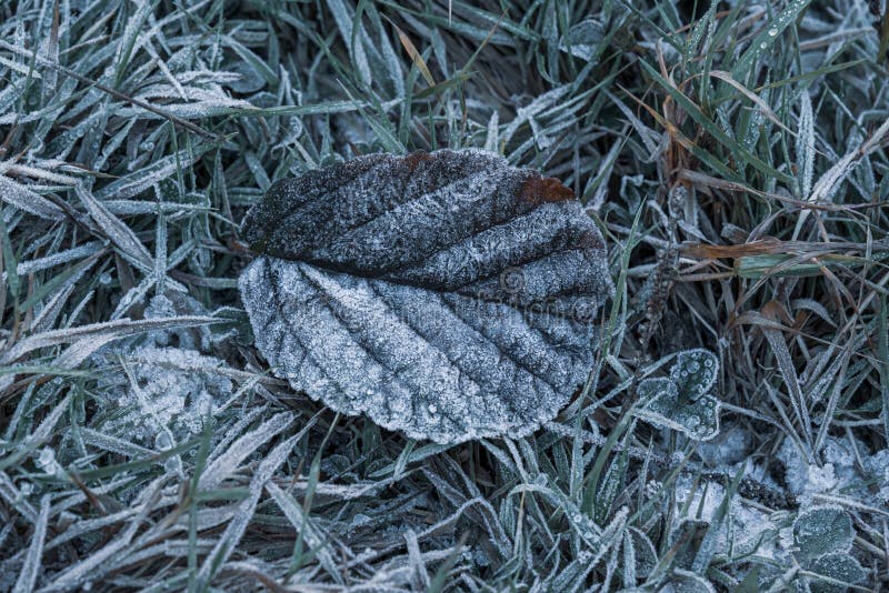 Frozen weather stock image. Image of hoar, field, freeze - 236690903