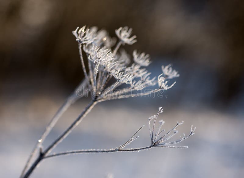 Frozen Weed stock image. Image of herb, glitter, white - 40100919