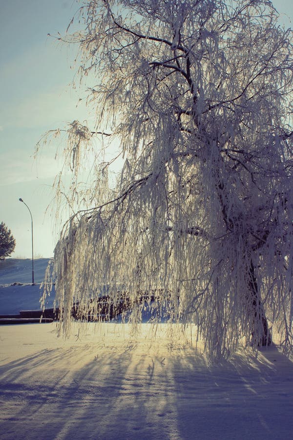 Branch Of Weeping Willow Covered By Snow And Frost In Winter Stock ...