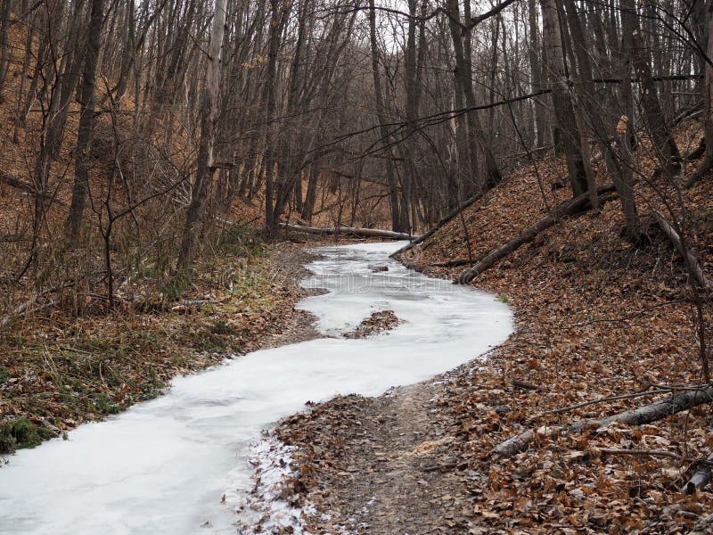 The Bottom of a Ravine Littered with Dead Wood Stock Photo - Image of ...