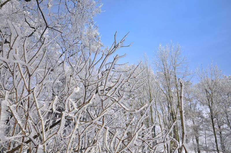 Frozen white trees on sky stock photo. Image of morning - 31438946