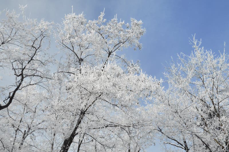 Frozen white trees on sky stock image. Image of nature - 31438951