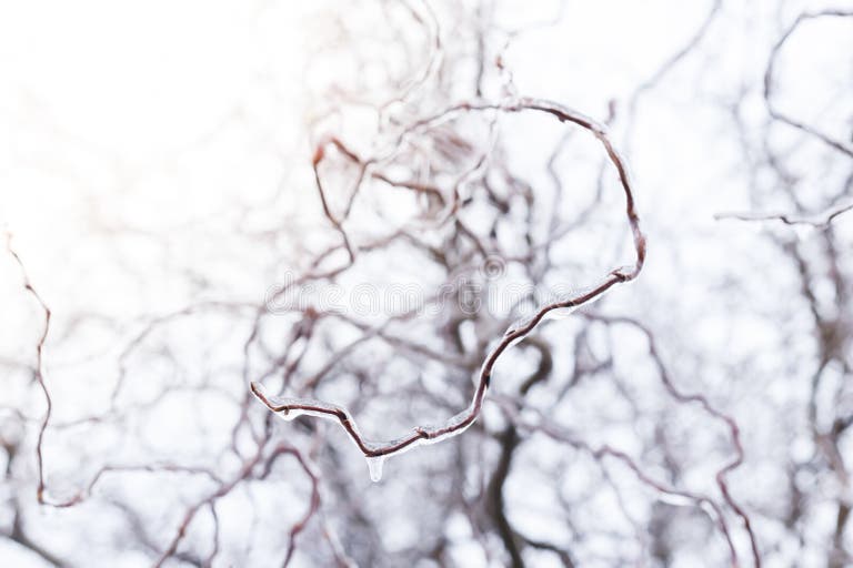 Frozen Willow Tree Branches during Winter with Thick Layer of Ice ...